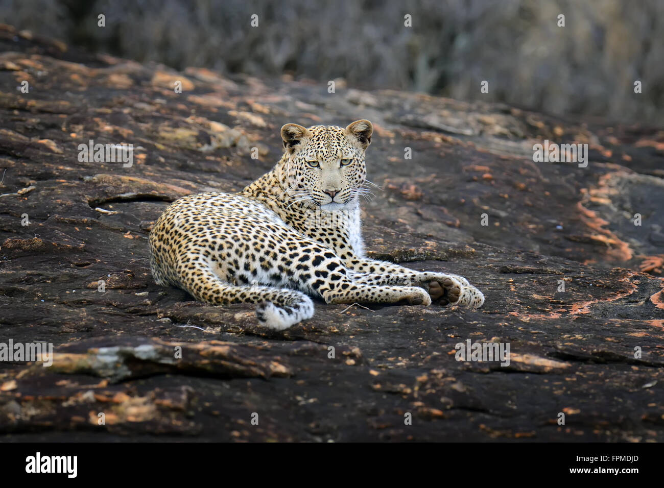 Close-up leopard in National park of Kenya, Africa Stock Photo - Alamy