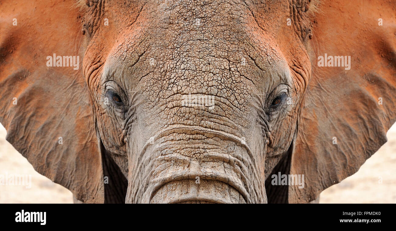 Baby elephant face close up hi-res stock photography and images - Alamy