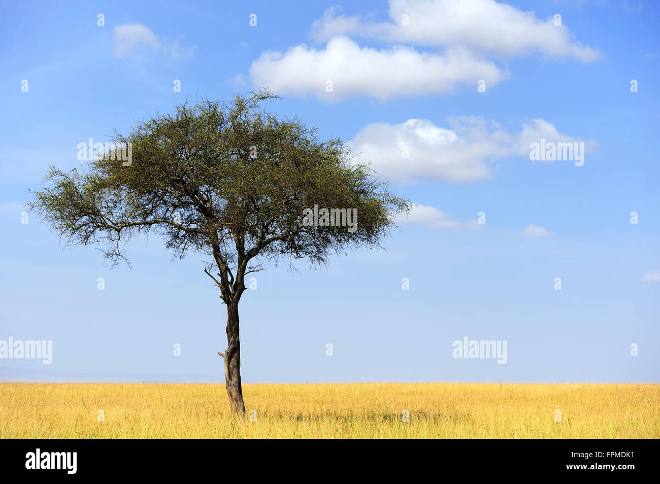 Beautiful landscape with tree in Africa. National park of Kenya Stock ...