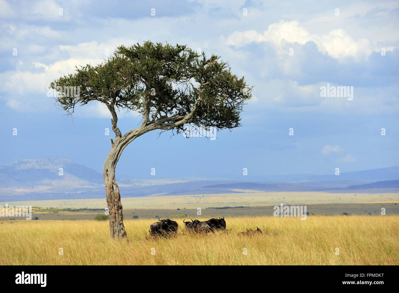 Beautiful landscape with tree in Africa Stock Photo - Alamy
