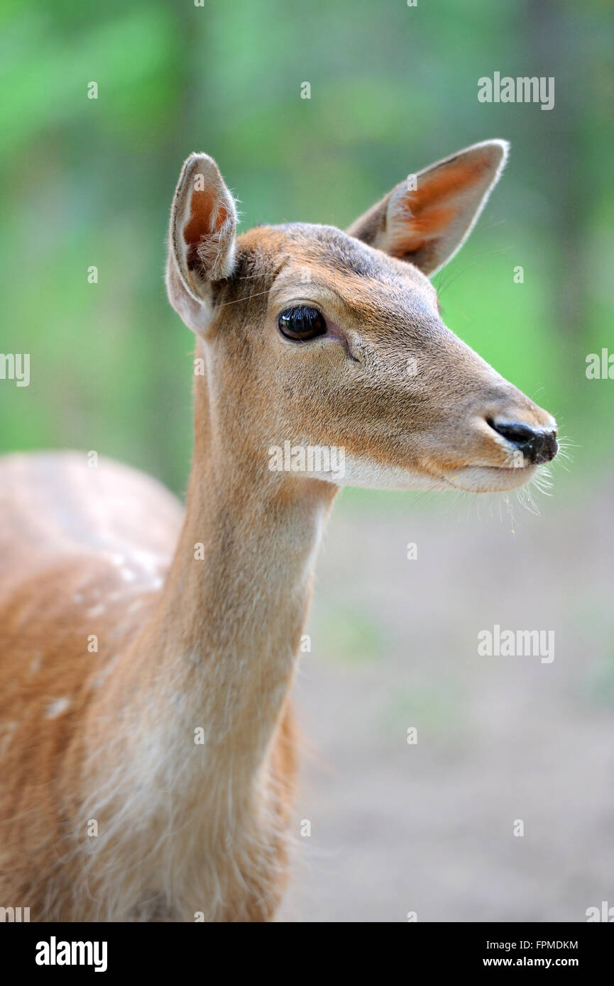 Close-up fallow deer in wild nature Stock Photo - Alamy