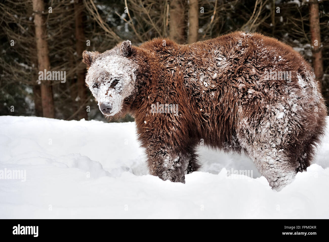 Wild brown bear in winter forest Stock Photo - Alamy