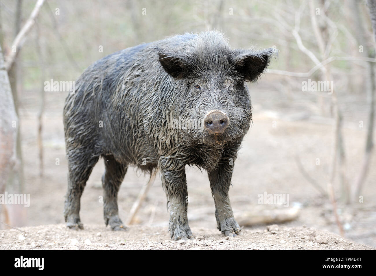Wild boar in forest Stock Photo - Alamy