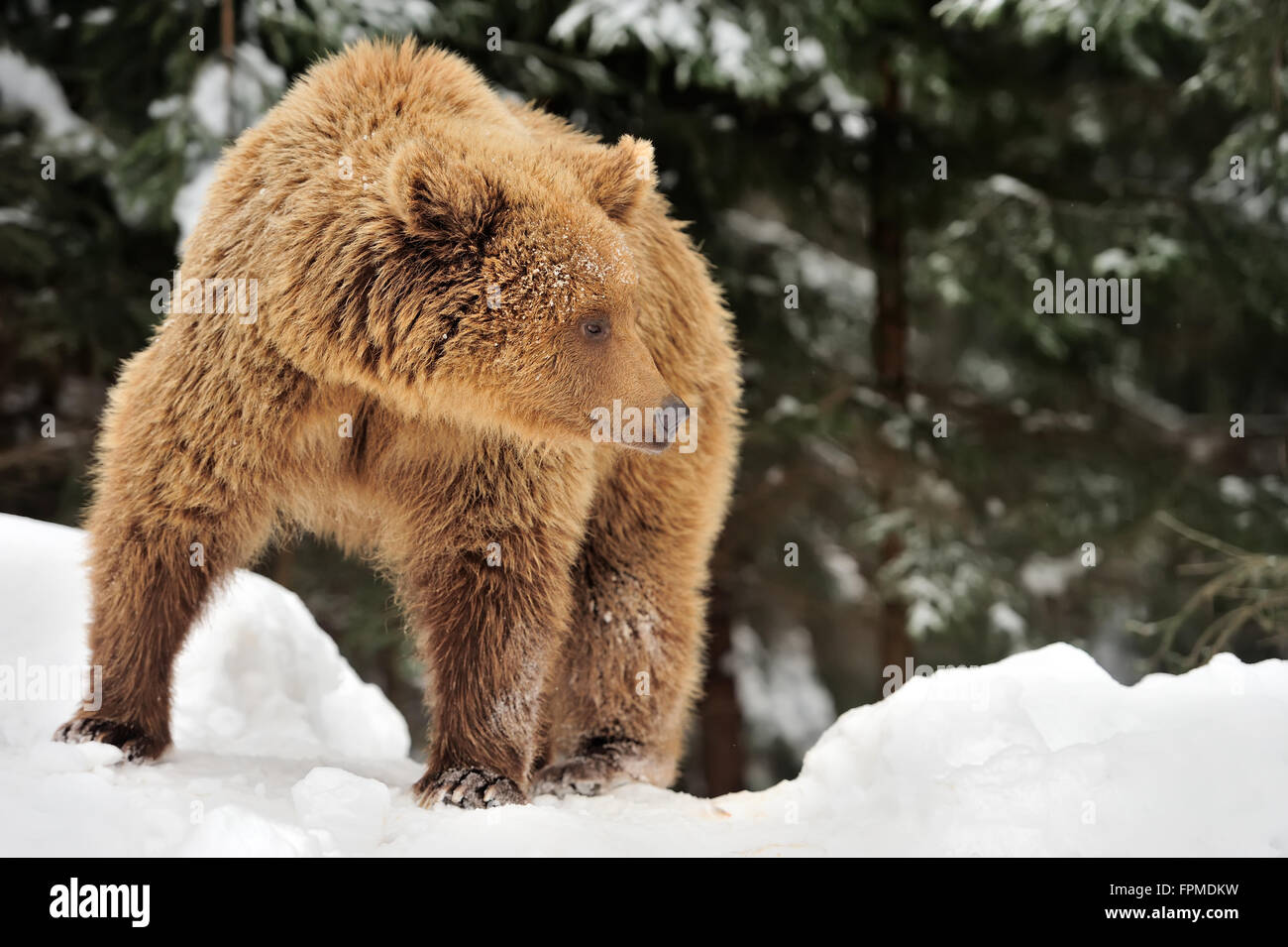 Wild brown bear in winter forest Stock Photo - Alamy