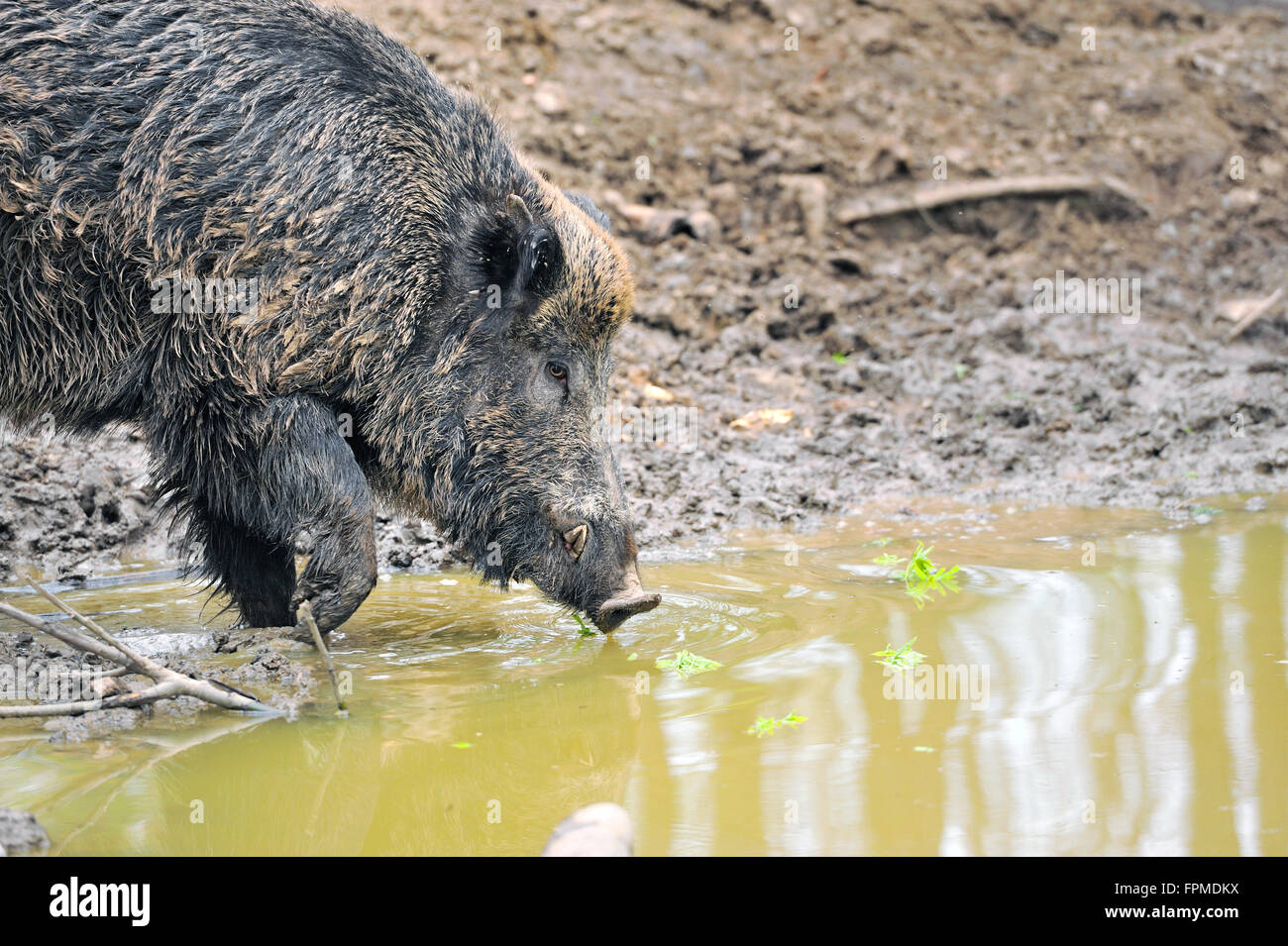 Boar species hi-res stock photography and images - Alamy