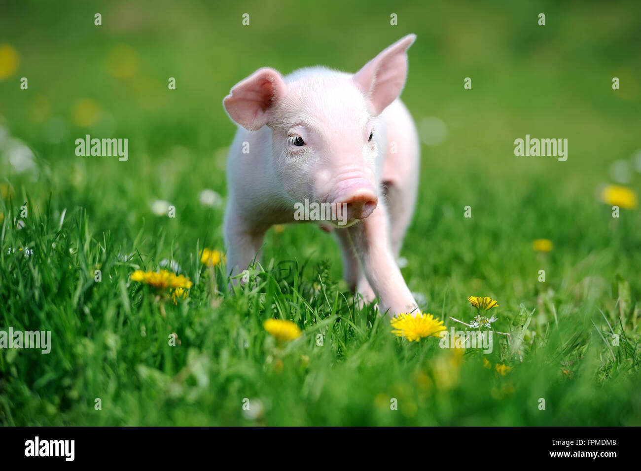 Young pig in a spring green grass Stock Photo - Alamy