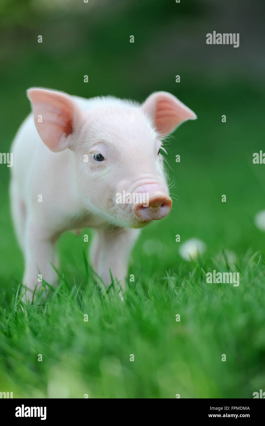 Piglet on spring green grass on a farm Stock Photo - Alamy