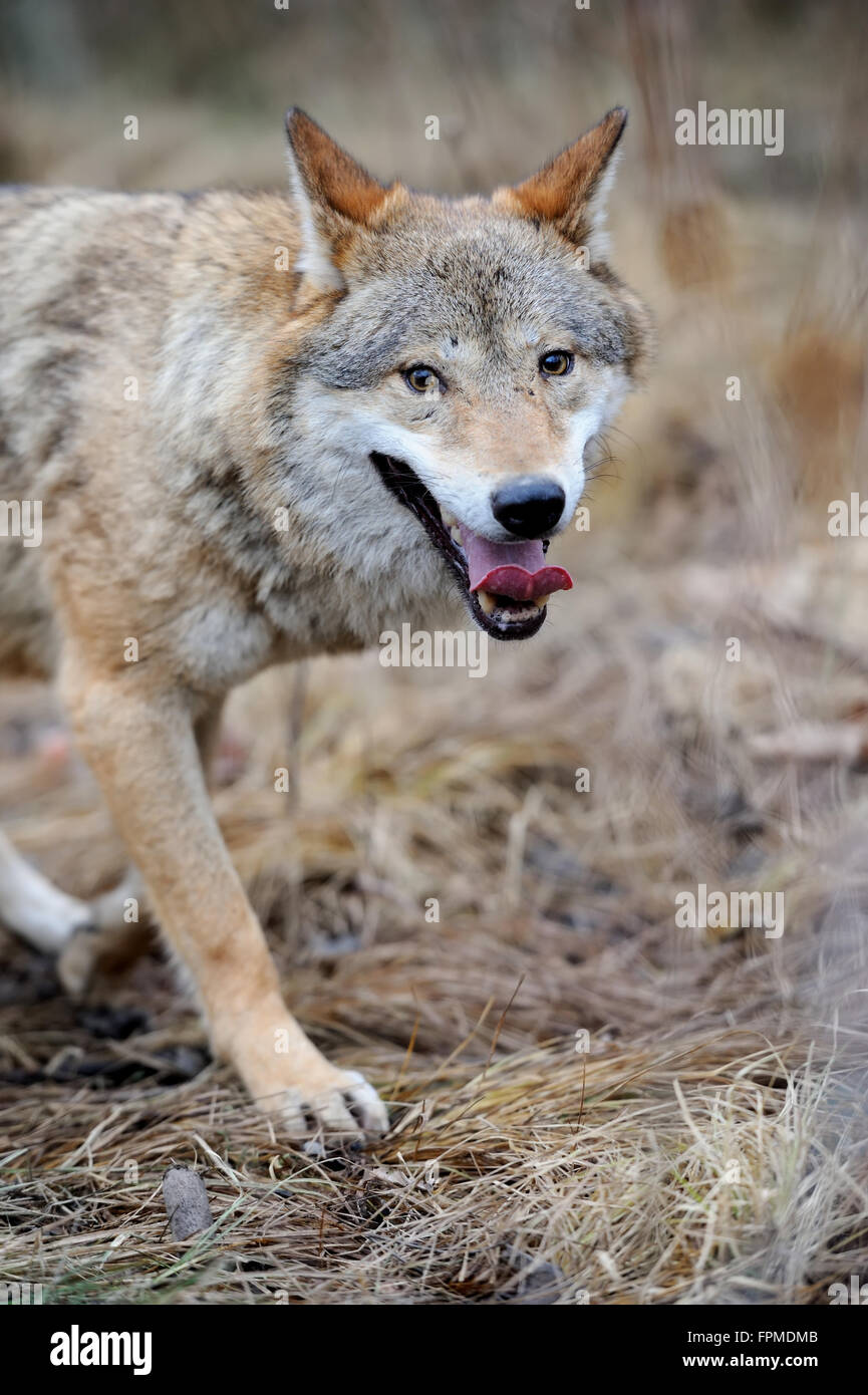 Wild wolf in forest Stock Photo - Alamy