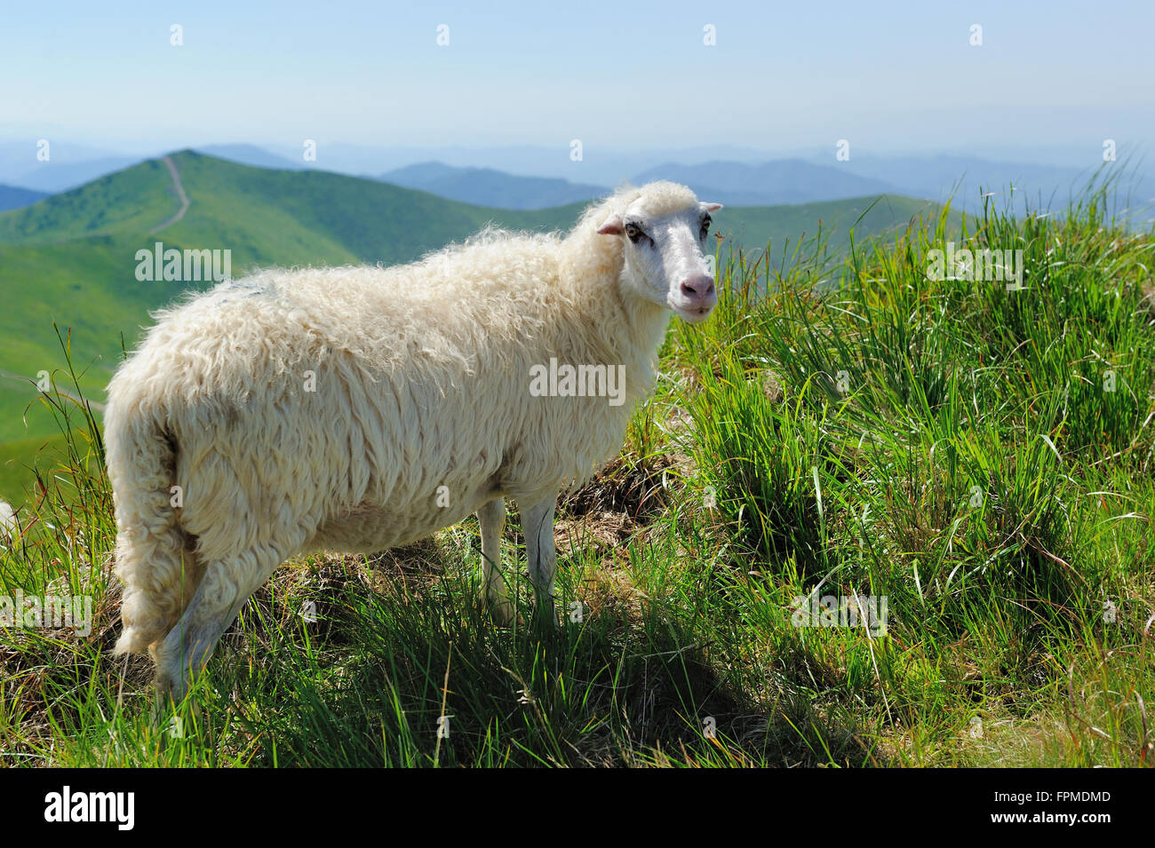 Beautiful mountain sheep hi-res stock photography and images - Alamy
