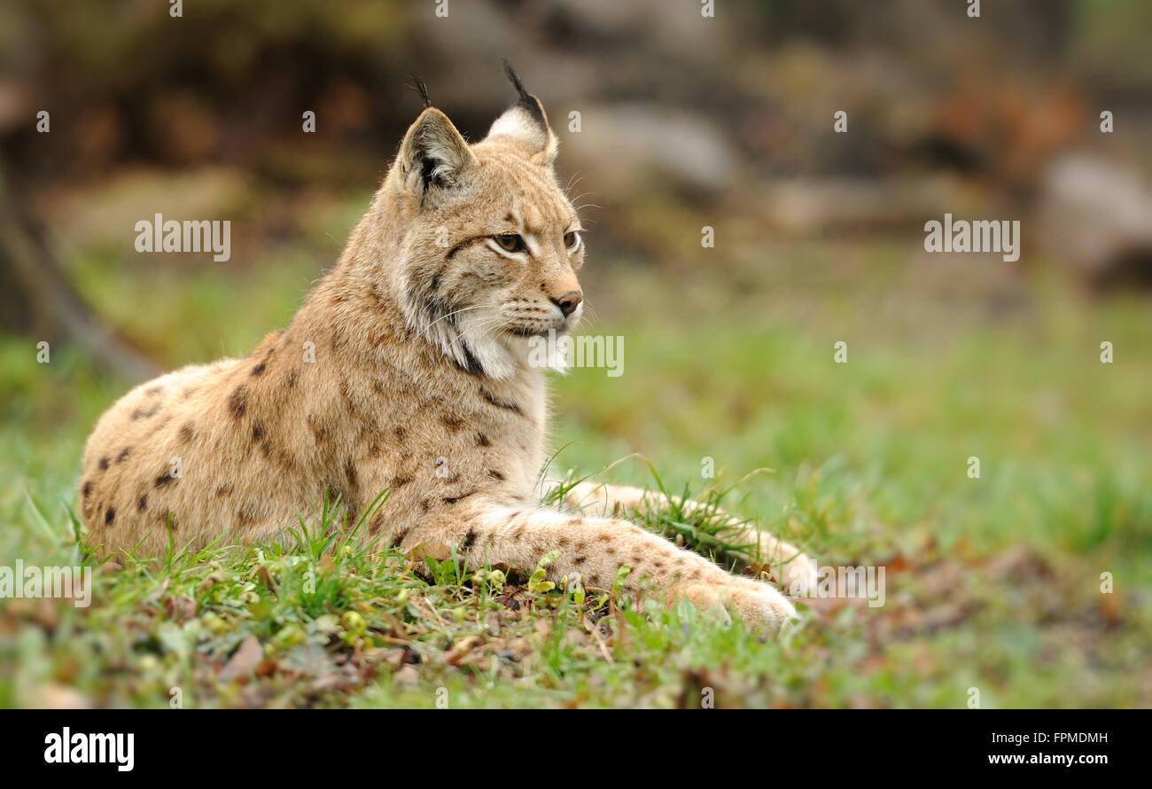 Lynx young hi-res stock photography and images - Alamy
