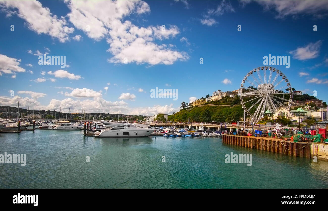 Torquay palm hi-res stock photography and images - Alamy