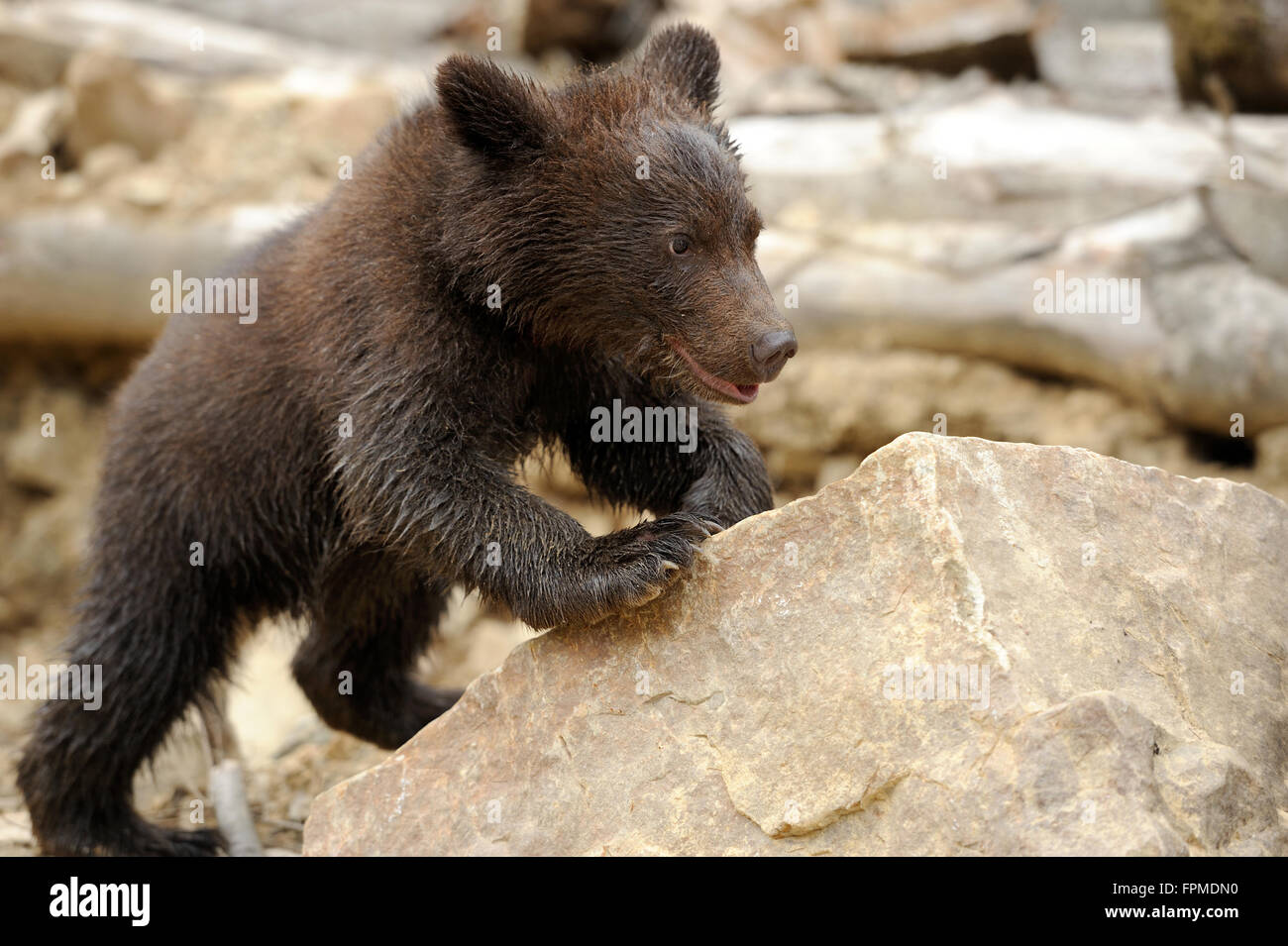 Brown bear cub in a forest Stock Photo - Alamy