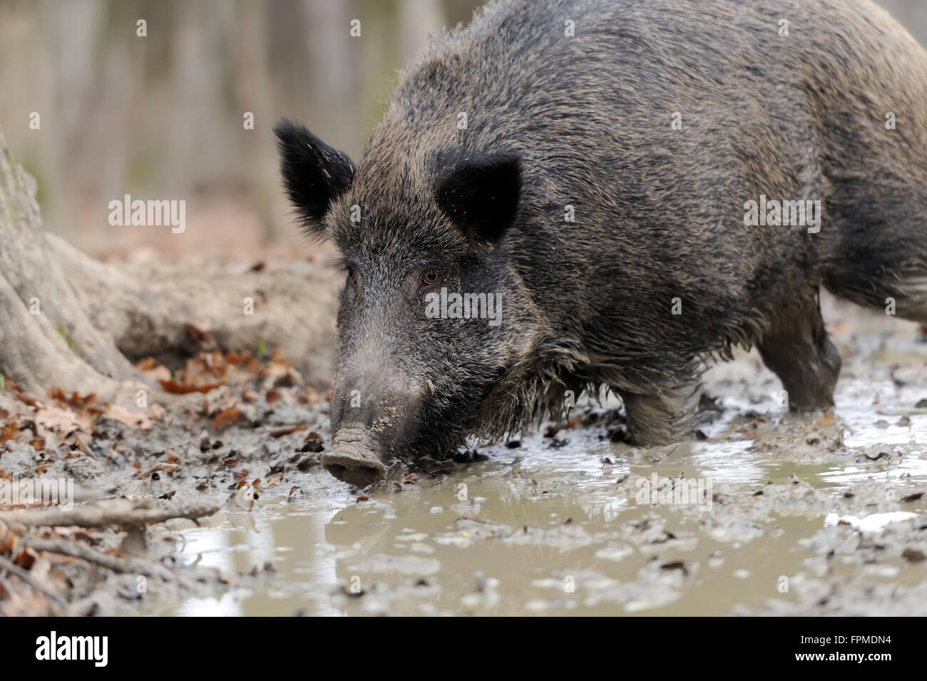 Wild boar in wood. Boar in dirt Stock Photo - Alamy