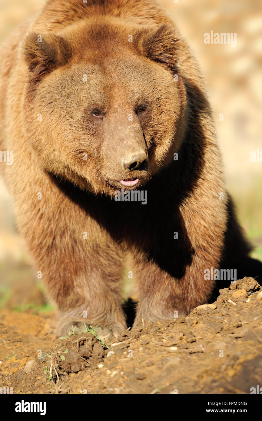 Big old bear hi-res stock photography and images - Alamy