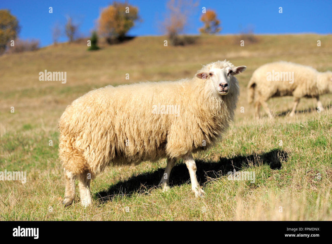 Sheep on a autumn field Stock Photo - Alamy