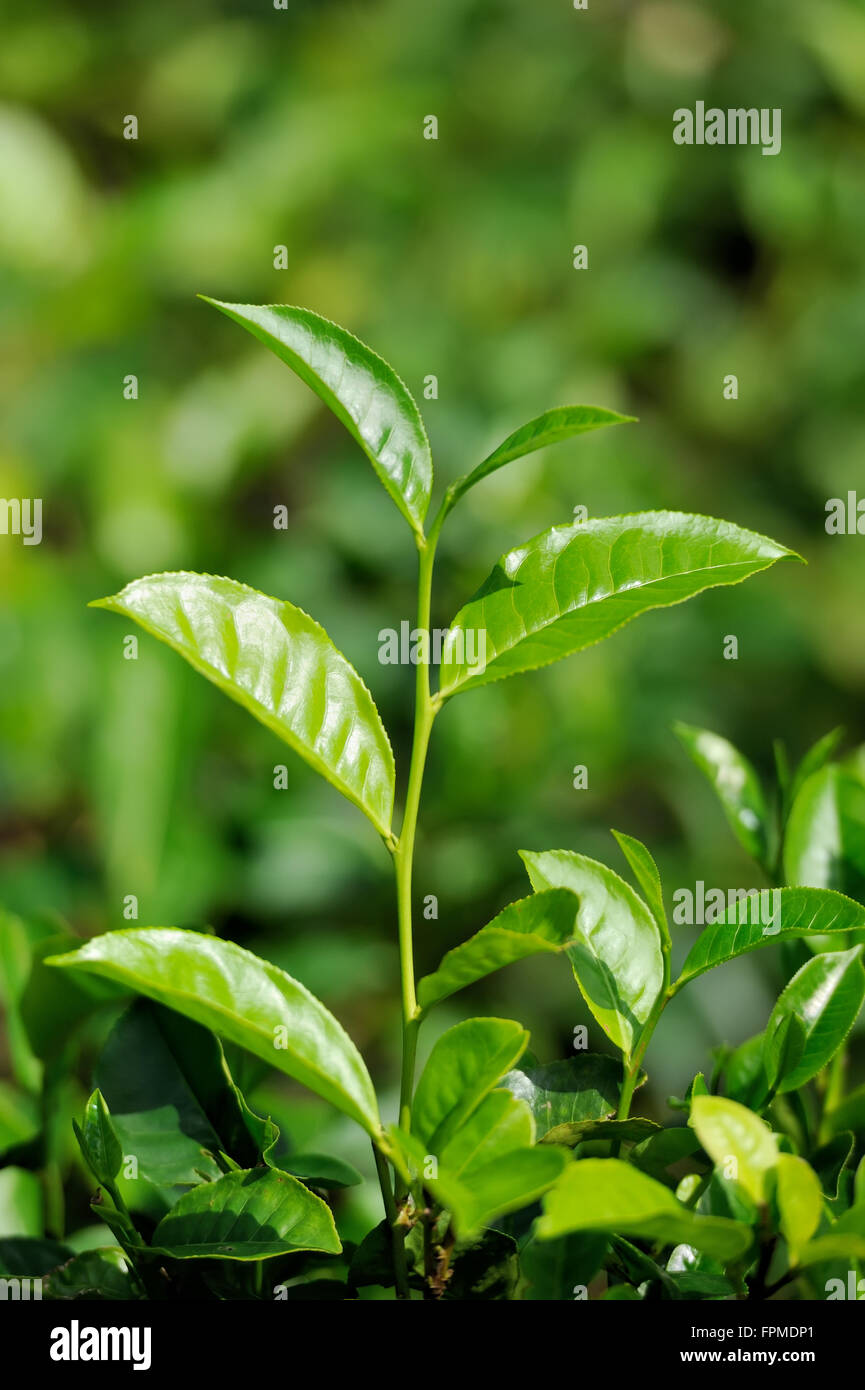 Tea bud and leaves. Tea plantations, Sri Lanka Stock Photo - Alamy