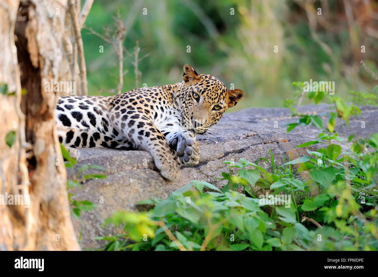 Black leopard asia hi-res stock photography and images - Alamy