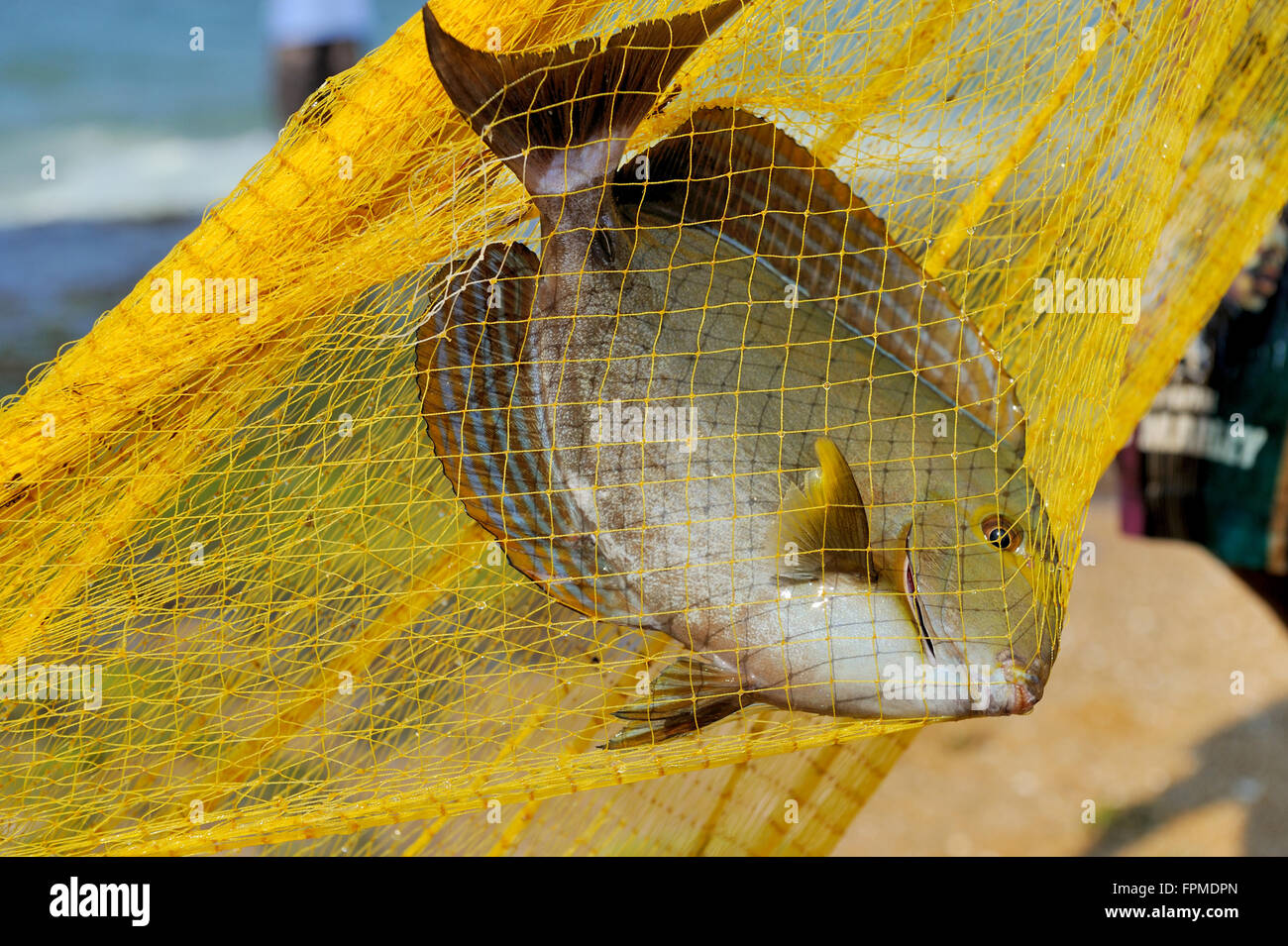 Big fish in a yellow fishing nets Stock Photo - Alamy
