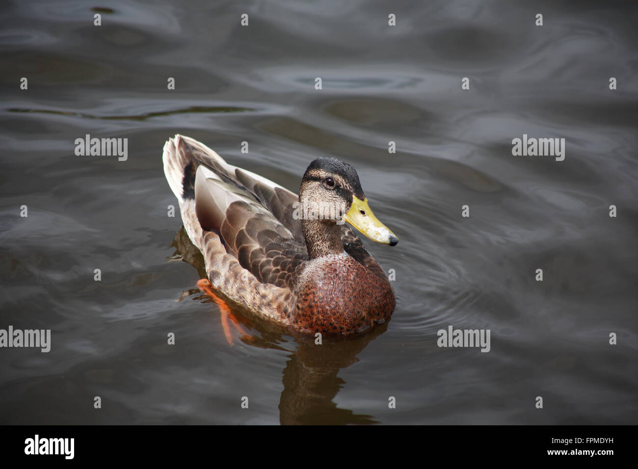 Duck swimming on water hi-res stock photography and images - Alamy