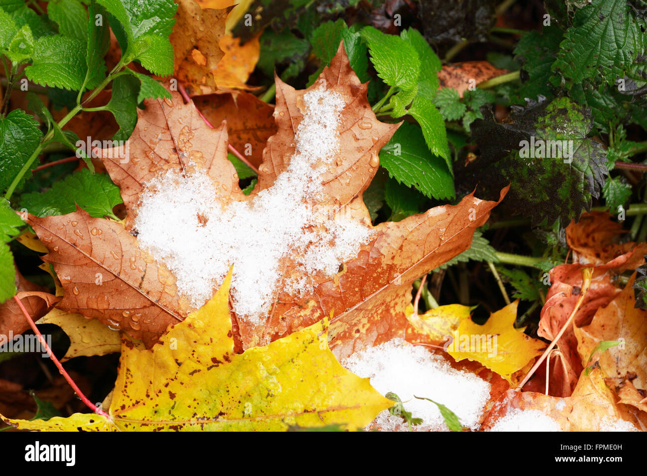 Between fall and winter. First snow on background with various fall ...
