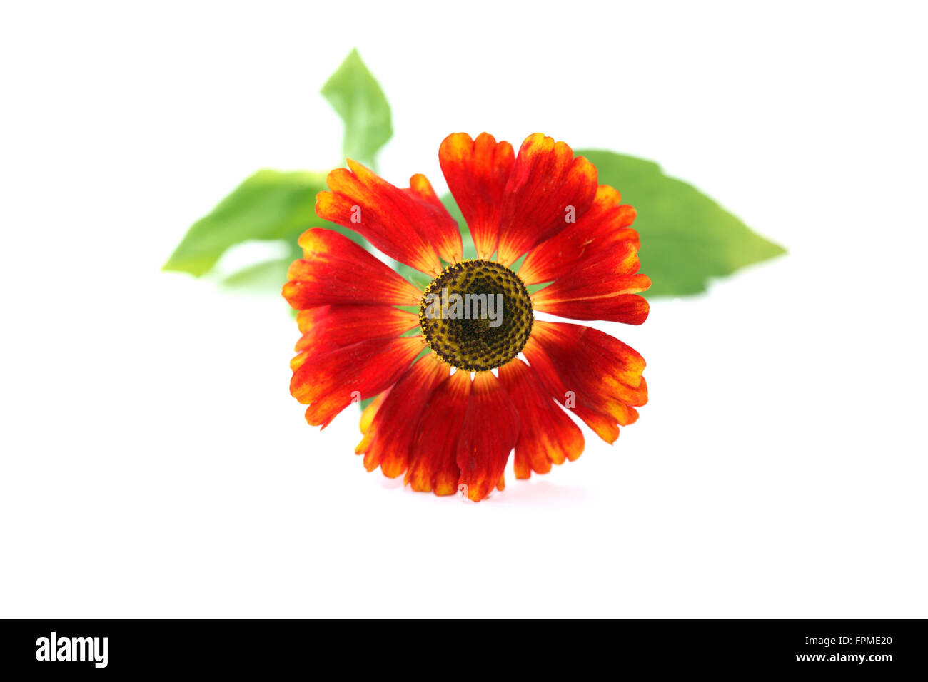 One red flower with green leaves on white background Stock Photo - Alamy