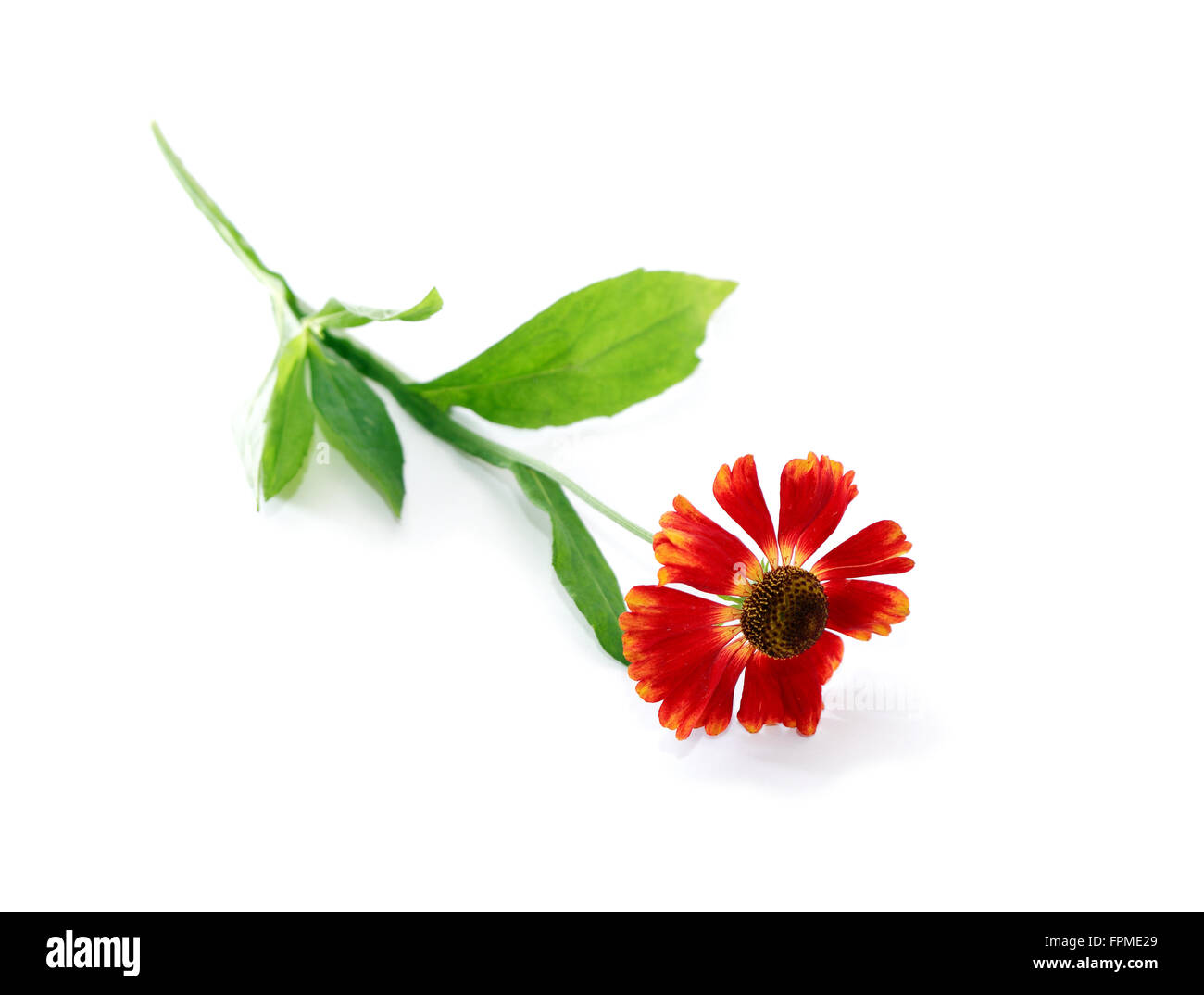 One red flower with green leaves on white background Stock Photo - Alamy