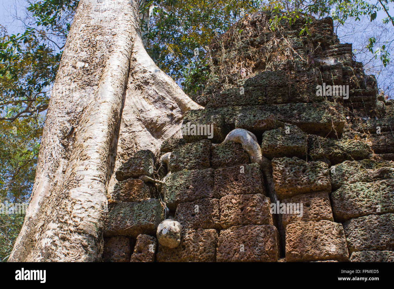 Tree Roots Growing Through Rock High Resolution Stock Photography and ...