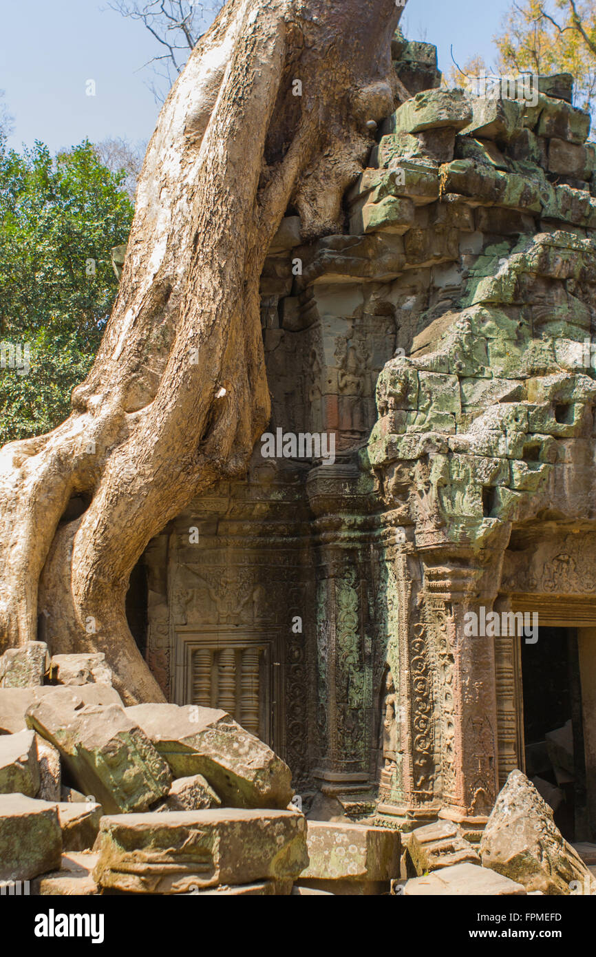 Tree Roots Growing Through Rock High Resolution Stock Photography and ...