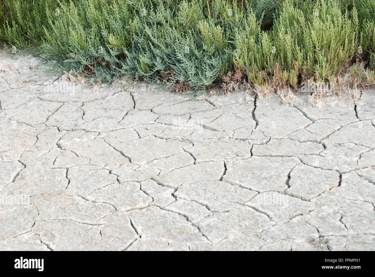 Surface of dry cracking parched earth and green grass line as a ...