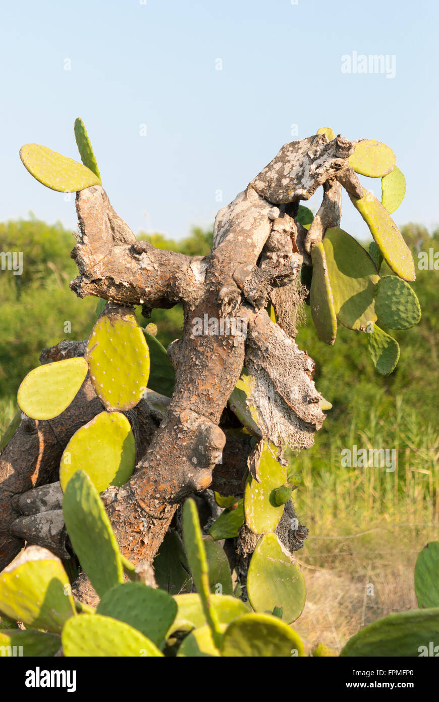 Old dry prickly pear cactus with the blue sky as a background Stock ...