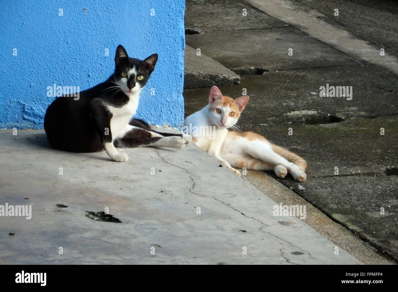 Two stray cats, Kuala Lipis, Malaysia Stock Photo - Alamy