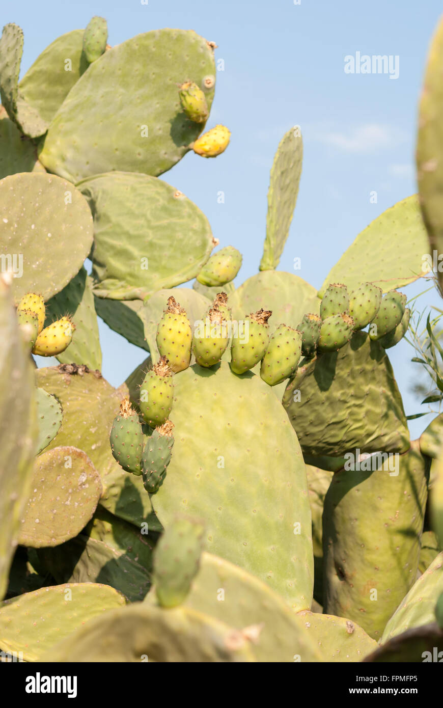 Prickly pear cactus fruits (Opuntia ficus-indica, also known as Indian ...