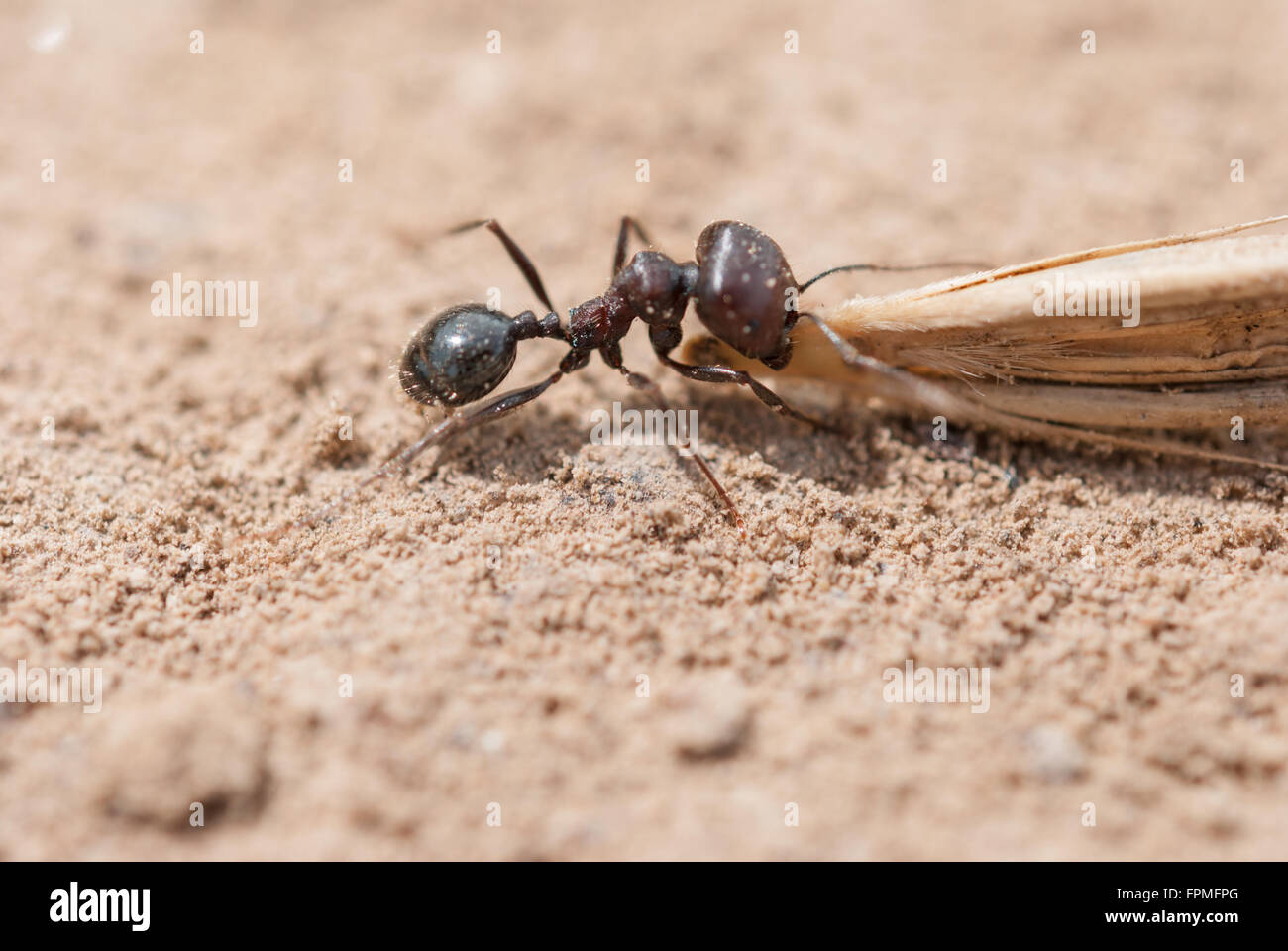 Big black ant hi-res stock photography and images - Alamy