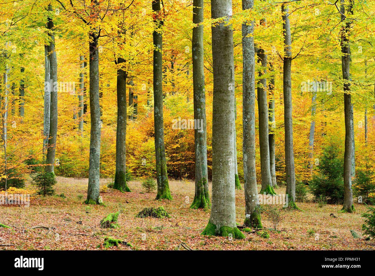 High beech trees leaves hi-res stock photography and images - Alamy