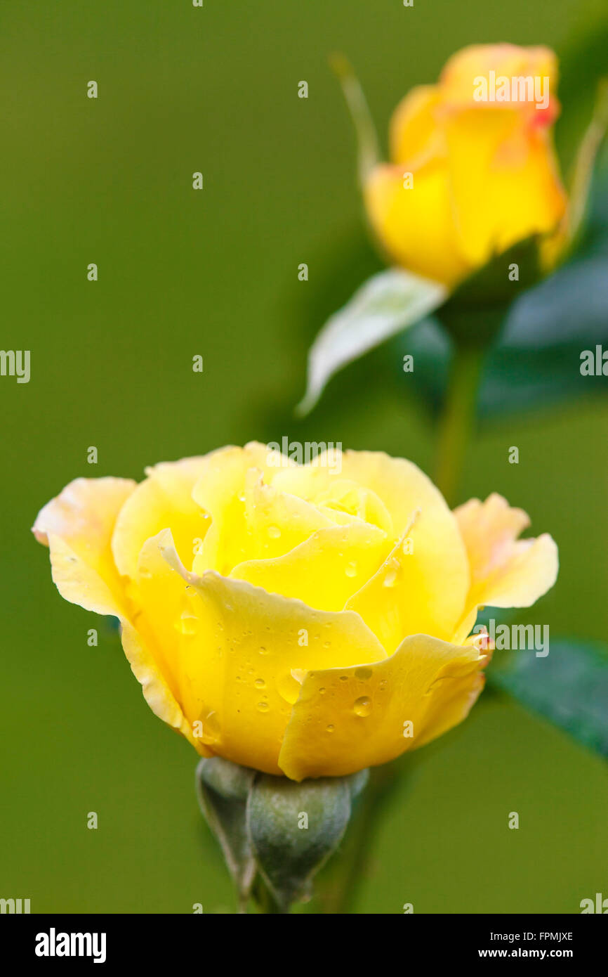 Yellow water rose hi-res stock photography and images - Alamy