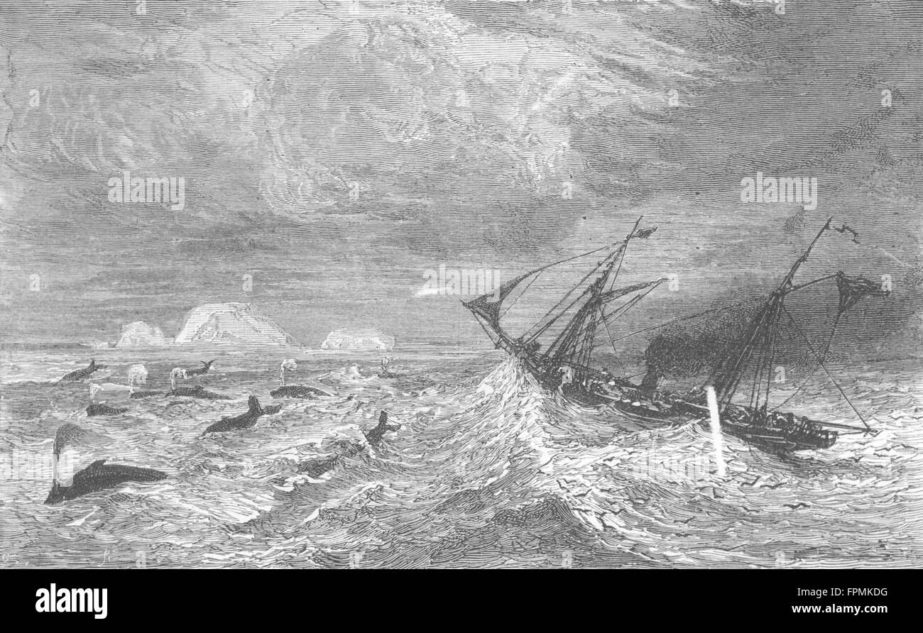 ALASKA: Bering Sea: Midst of Leviathan, antique print 1880 Stock Photo ...