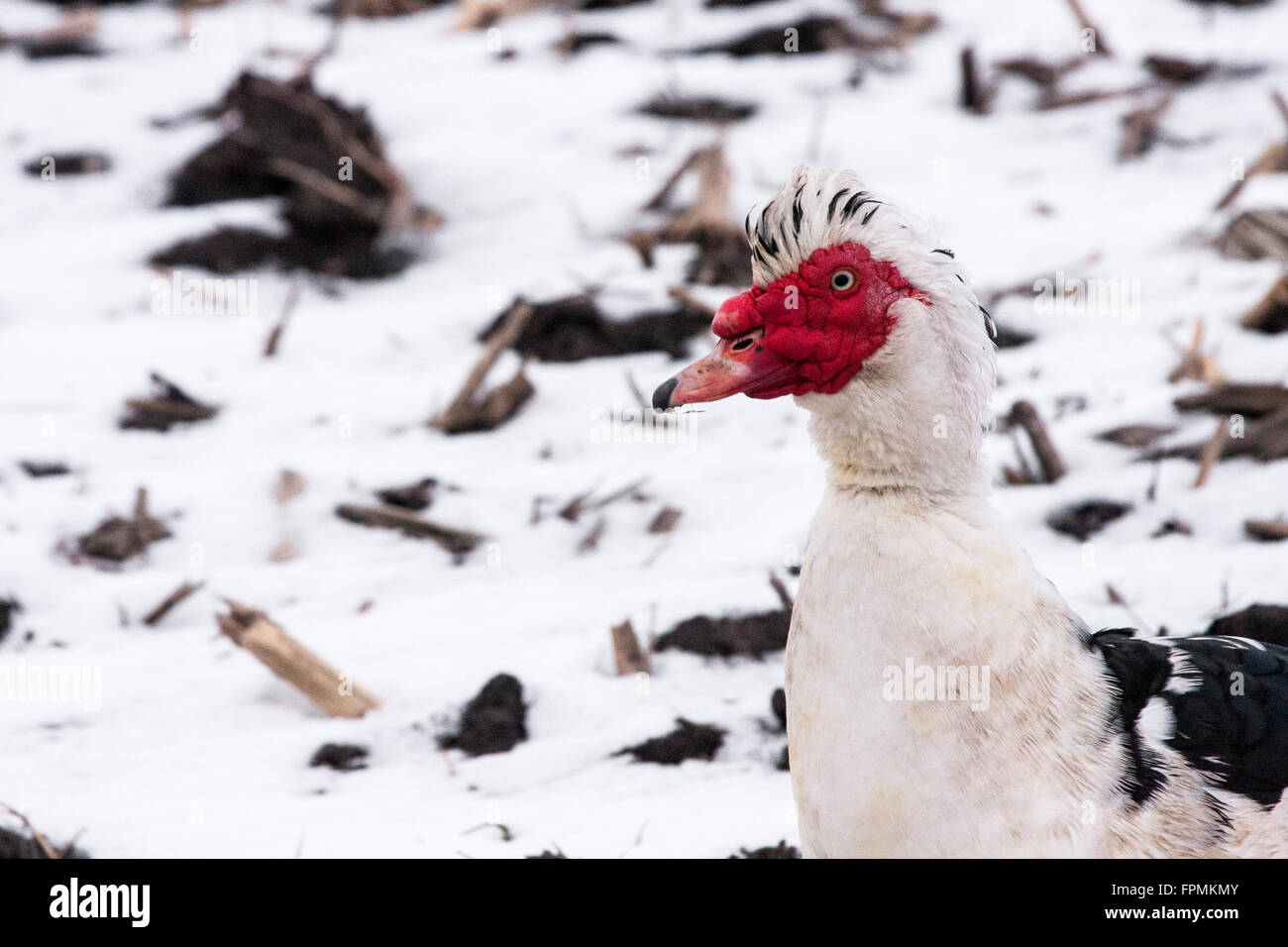 Domestic Muscovy duck in snow, Northern Illinois USA Stock Photo - Alamy