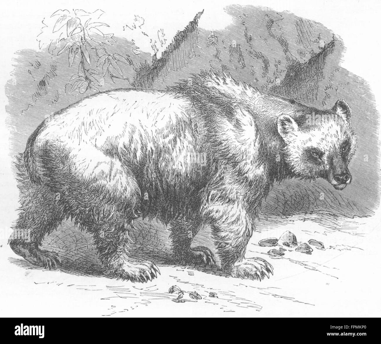 INDIA: Naturalist, NW Provinces: Brown Bear, antique print 1880 Stock ...