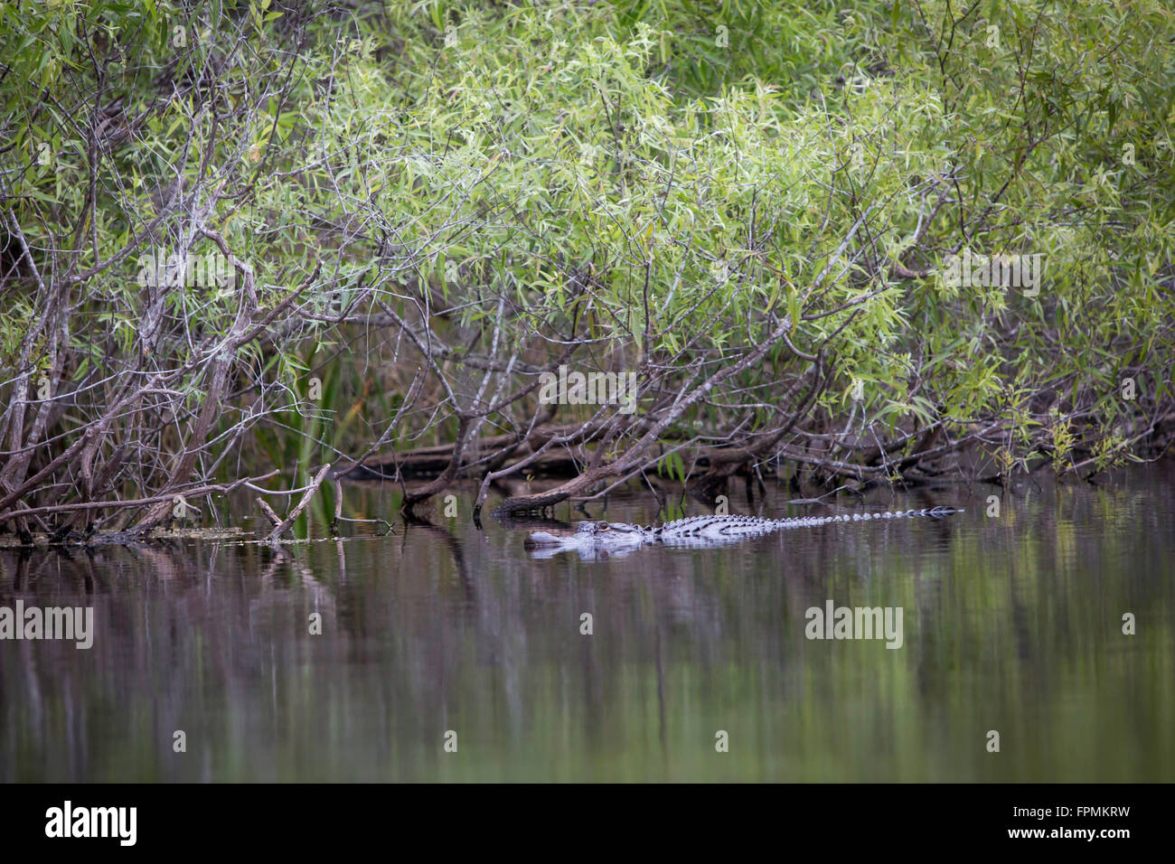 Submerged Alligator (Alligator Mississippiensis) at home in Everglades ...