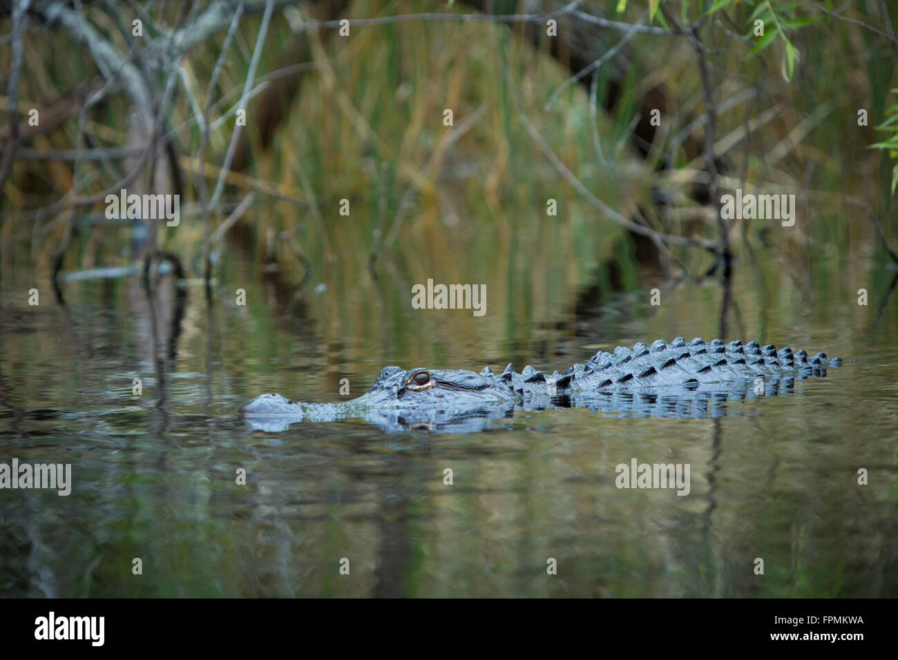 Submerged Alligator (Alligator Mississippiensis) at home in Everglades ...