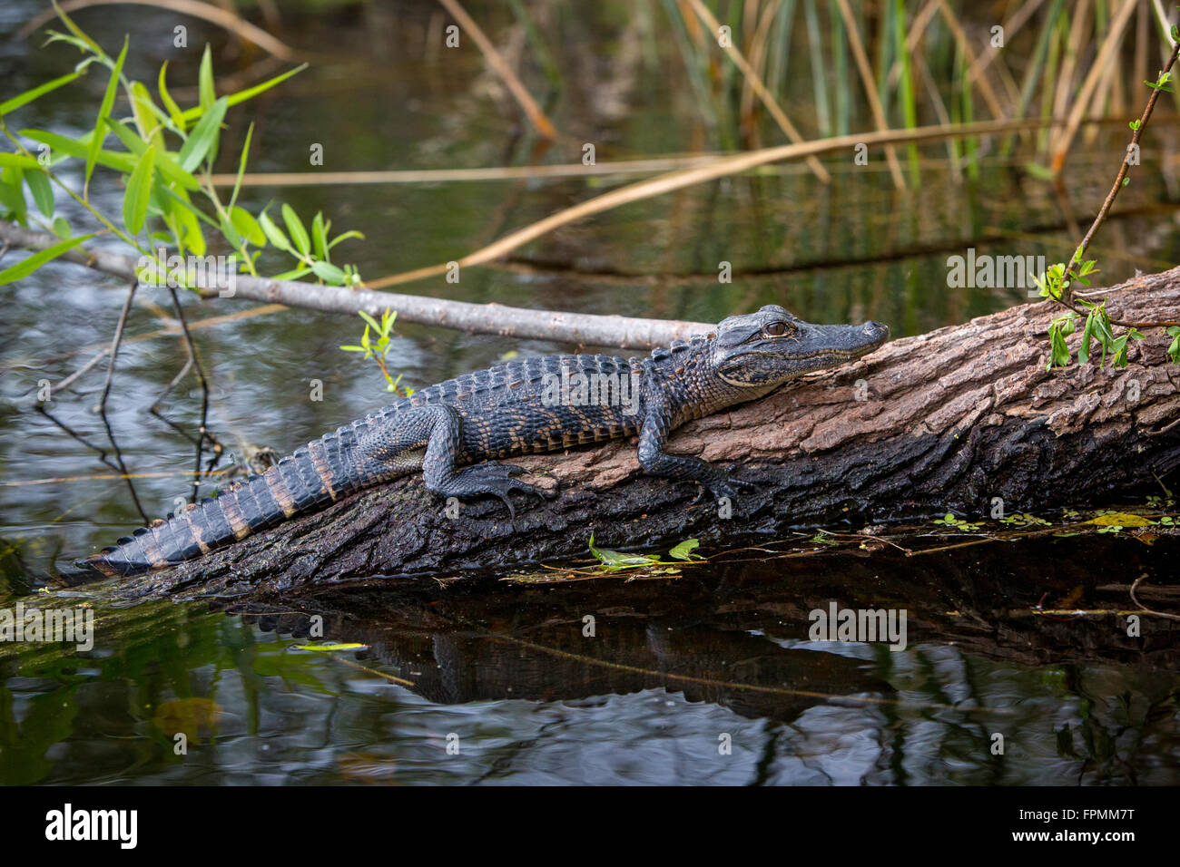 Young Alligator (Alligator Mississippiensis) resting on submerged log ...
