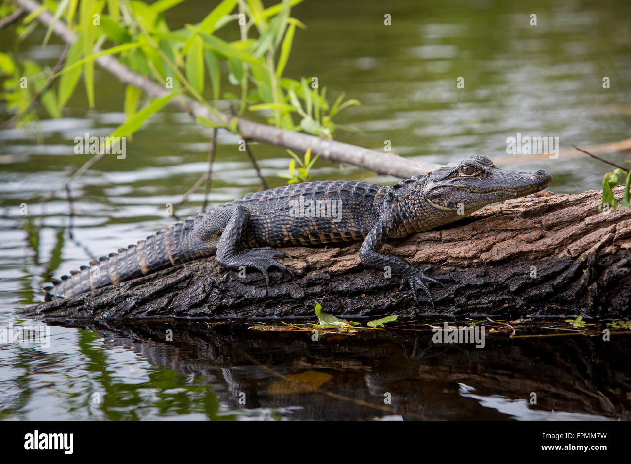 Young Alligator (Alligator Mississippiensis) resting on submerged log ...