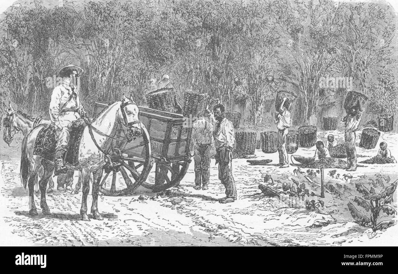 BRAZIL: Organ Mountains: Coffee gathering, antique print 1880 Stock ...