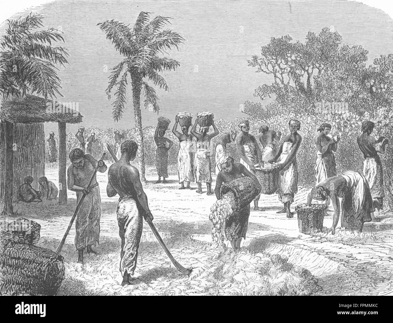 BRAZIL: Organ Mountains: Cotton Harvest, antique print 1880 Stock Photo ...