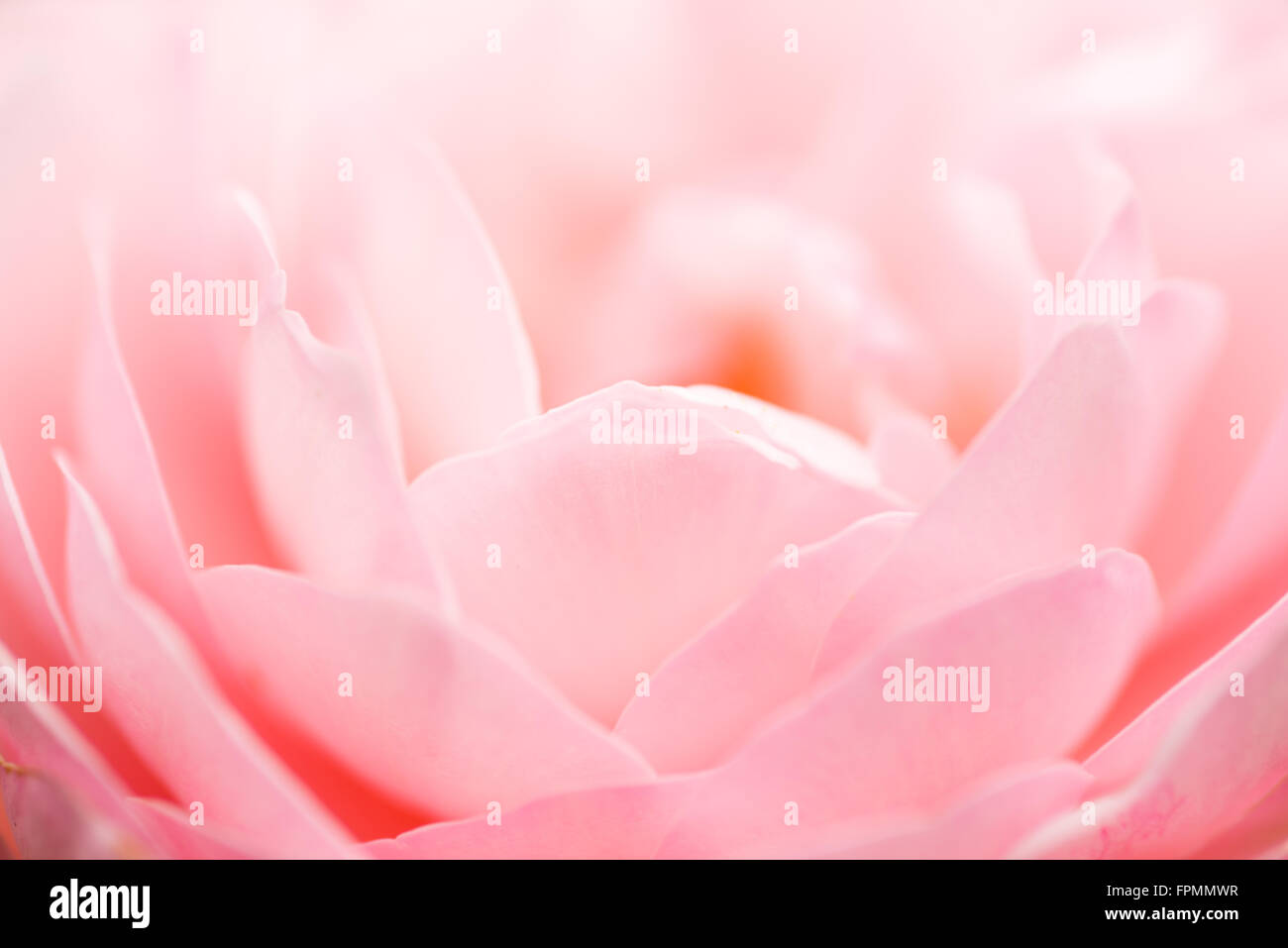 Midsummer Rose in Bloom The Perfect Flower to give to your Valentine ...