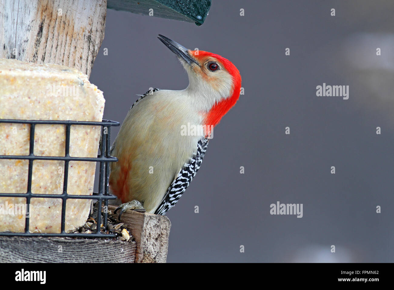 Red-bellied woodpecker on bird feeder Stock Photo - Alamy