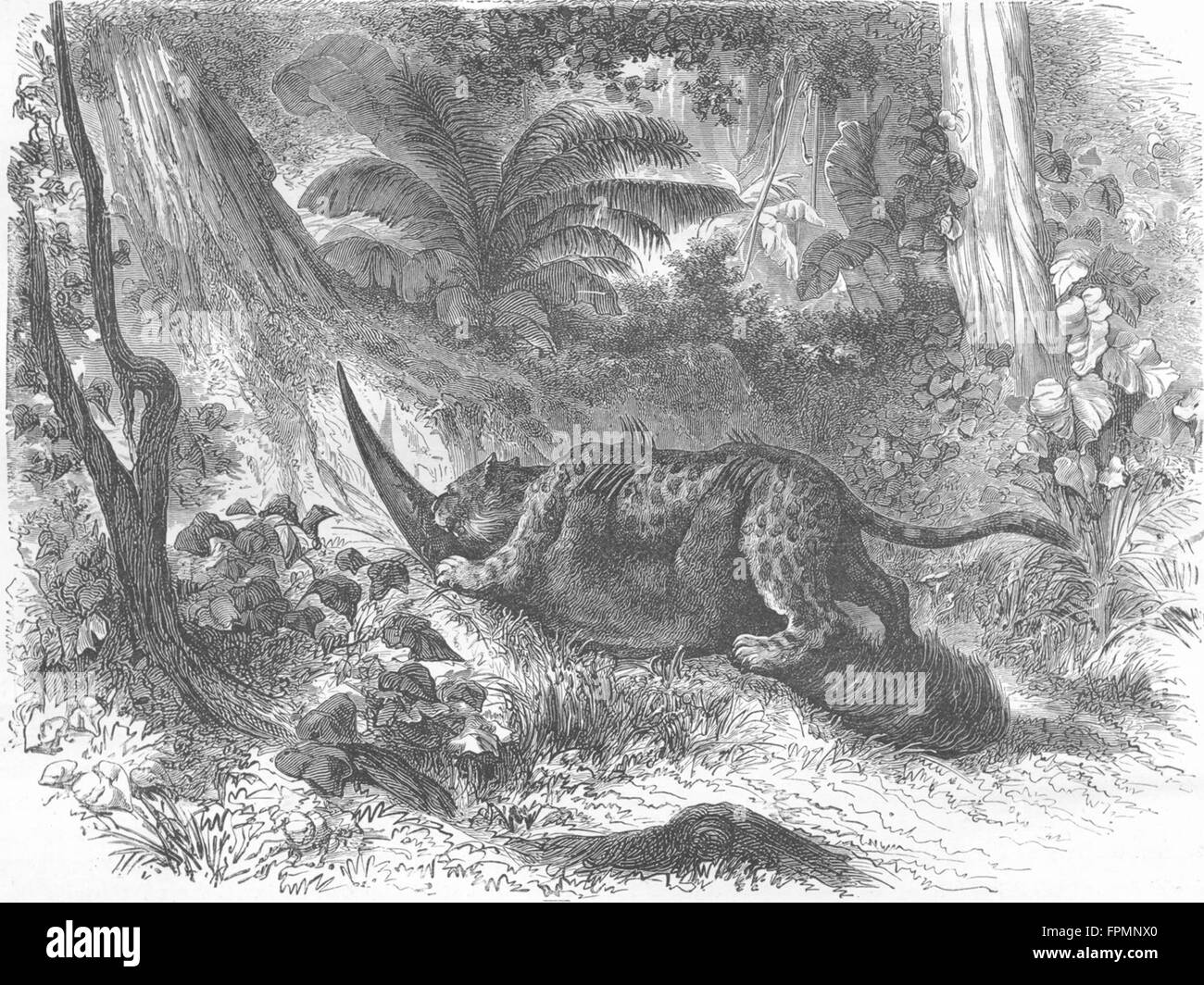 BRAZIL: Trombetas: Fight between Jaguar & Ant-eater, antique print 1880 ...