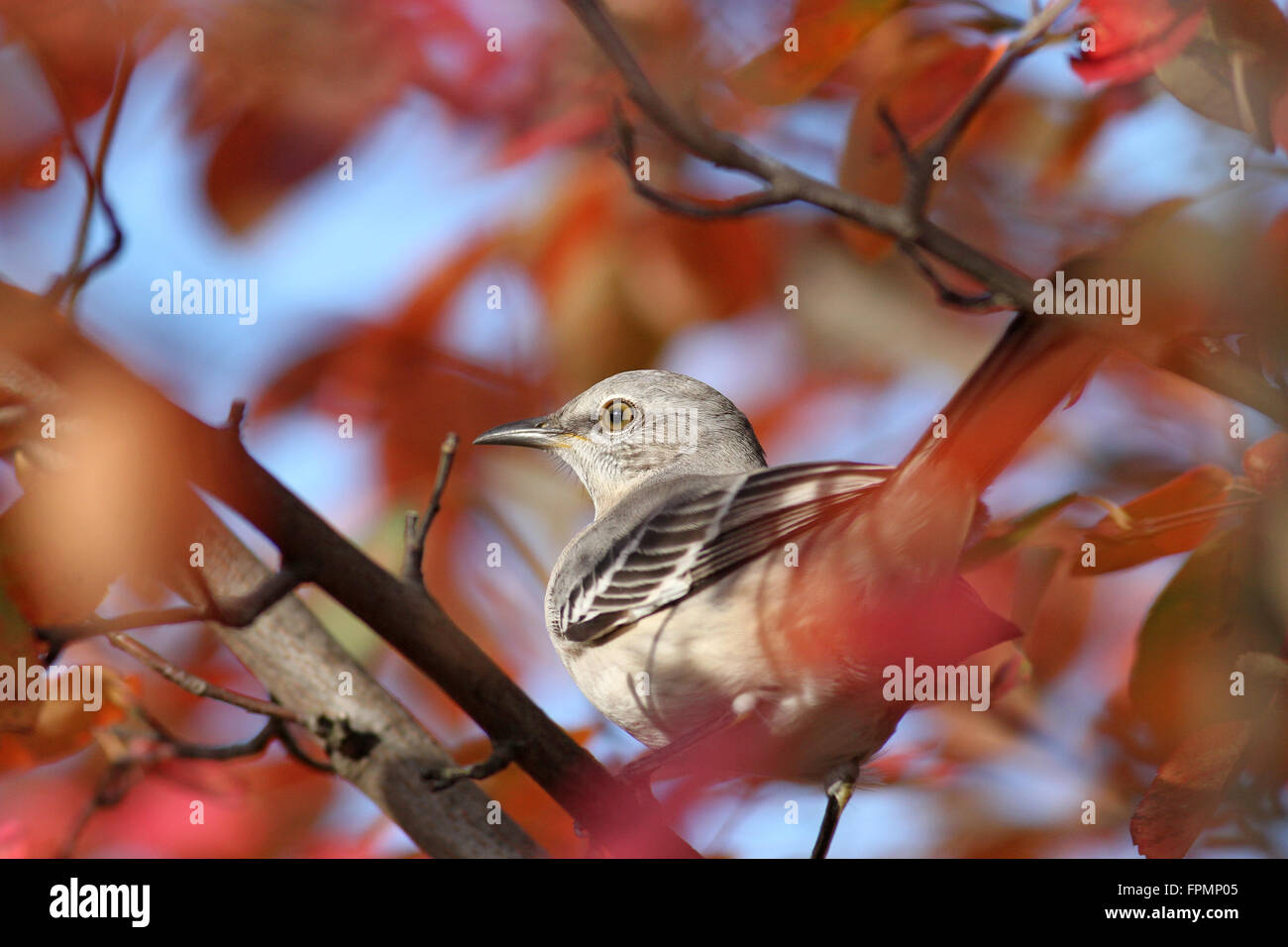 Mockingbird bird avian hi-res stock photography and images - Alamy