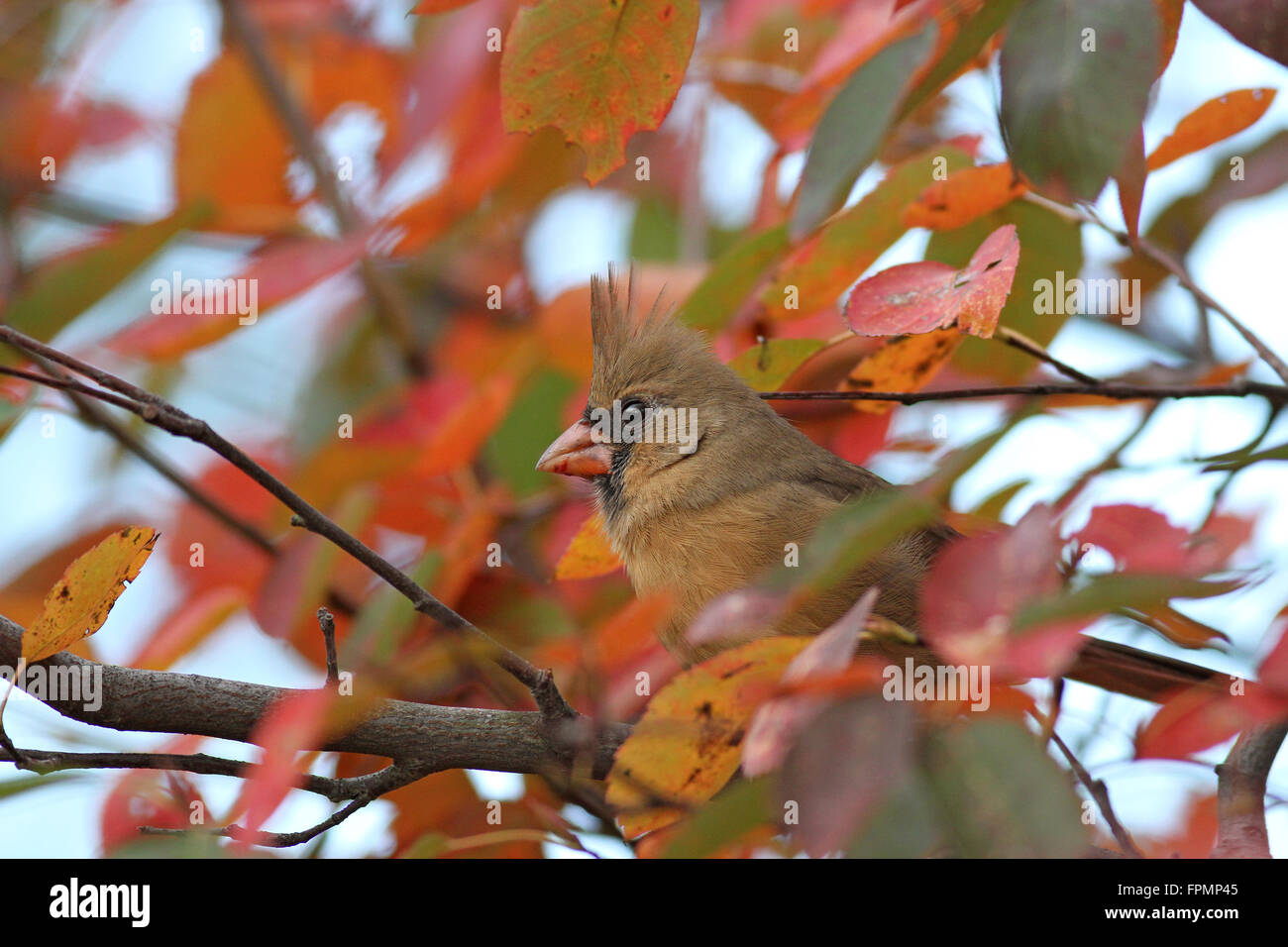 Northern cardinal in autumn tree Stock Photo - Alamy