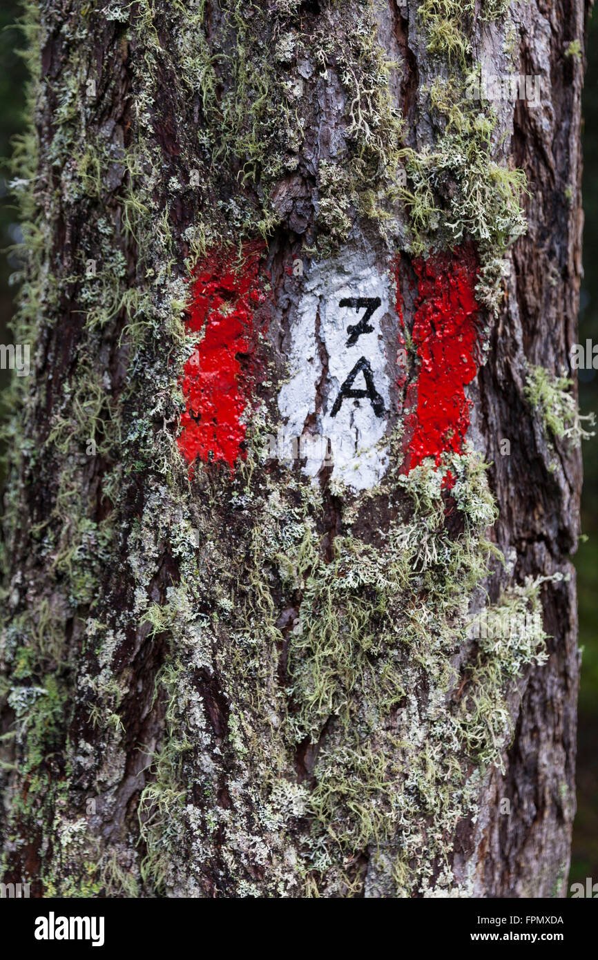 Red and white tree marking hi-res stock photography and images - Alamy